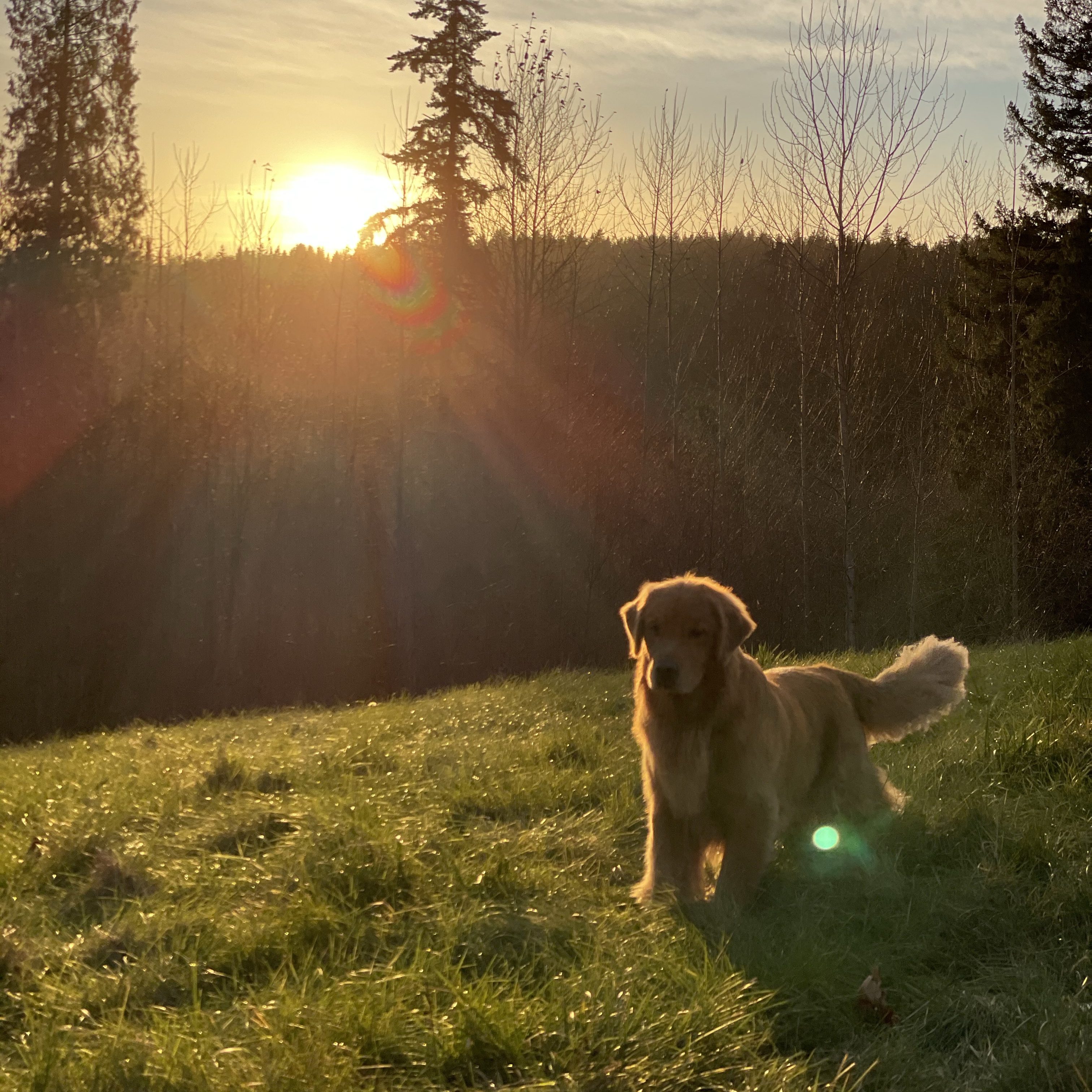 Our Boys – Smold Stone Kennels