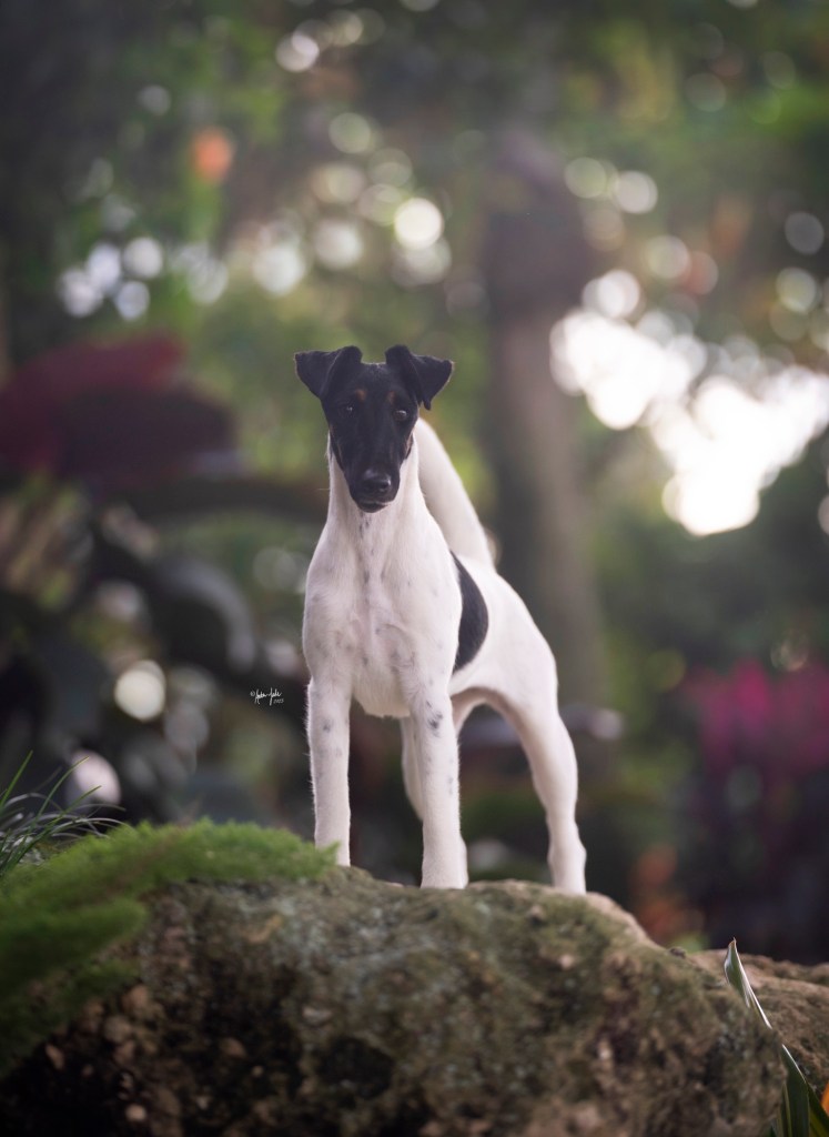 Charlotte – Smold Stone Kennels